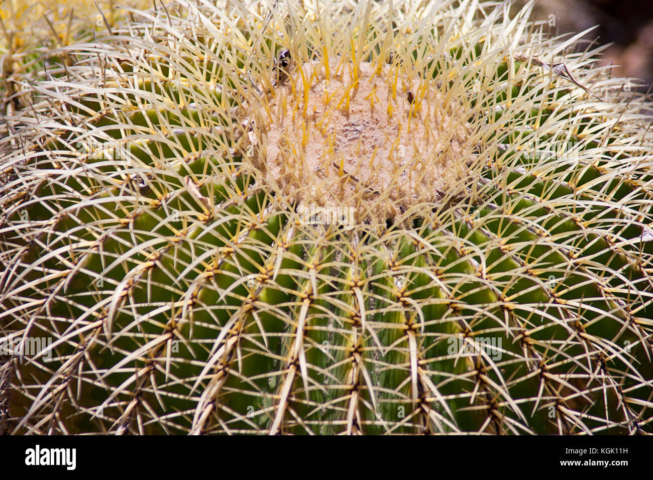 Biznaga, a desert cactus round Stock Photo - Alamy