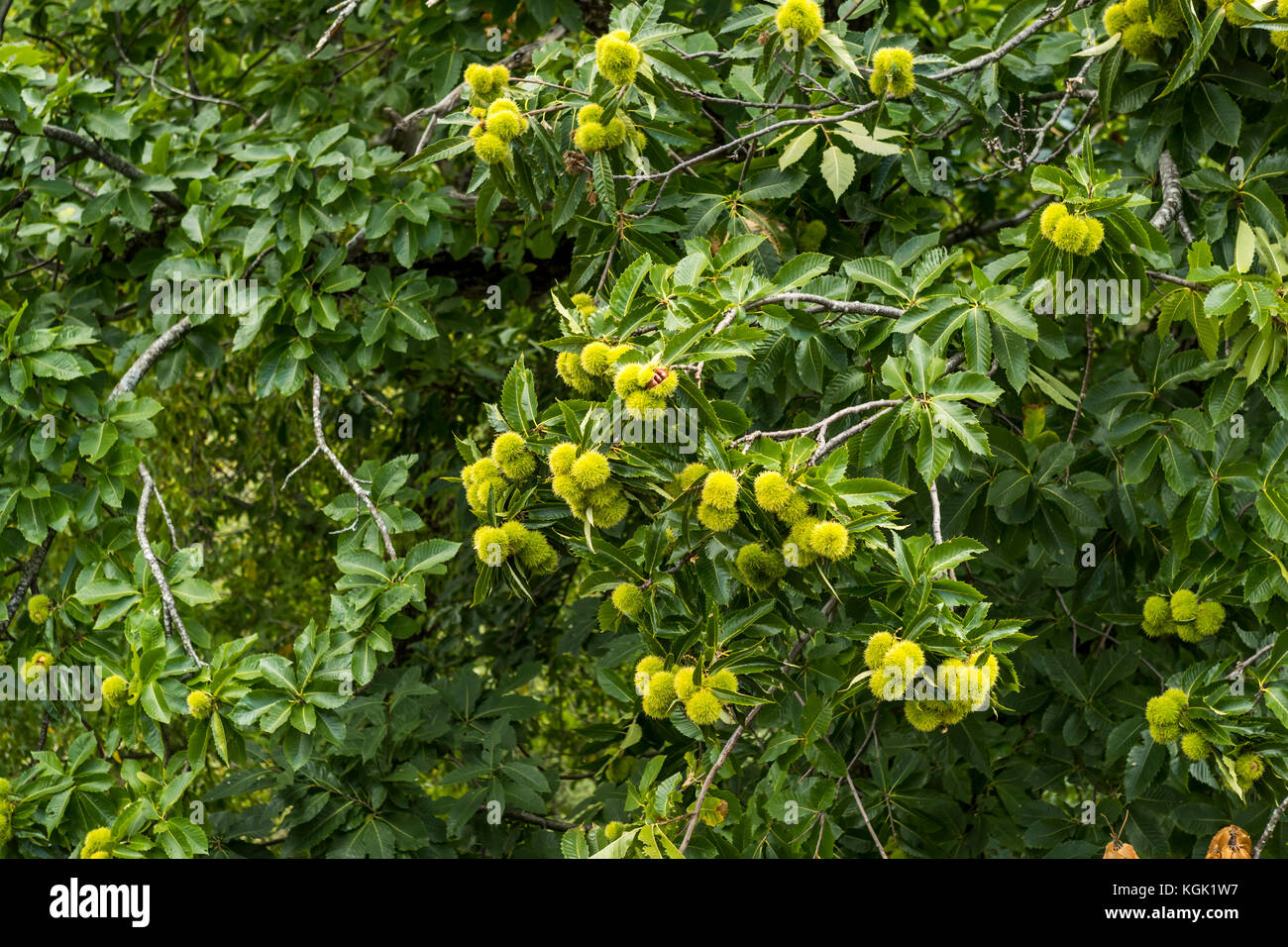 Spiky ball tree hi-res stock photography and images - Alamy