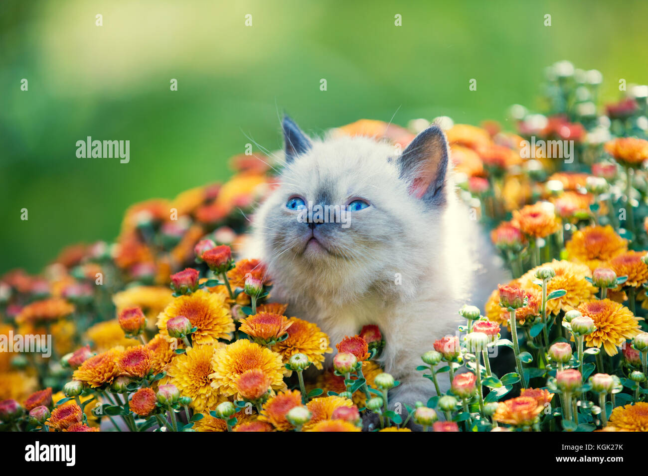 Cute little kitten in orange daisy flowers Stock Photo - Alamy