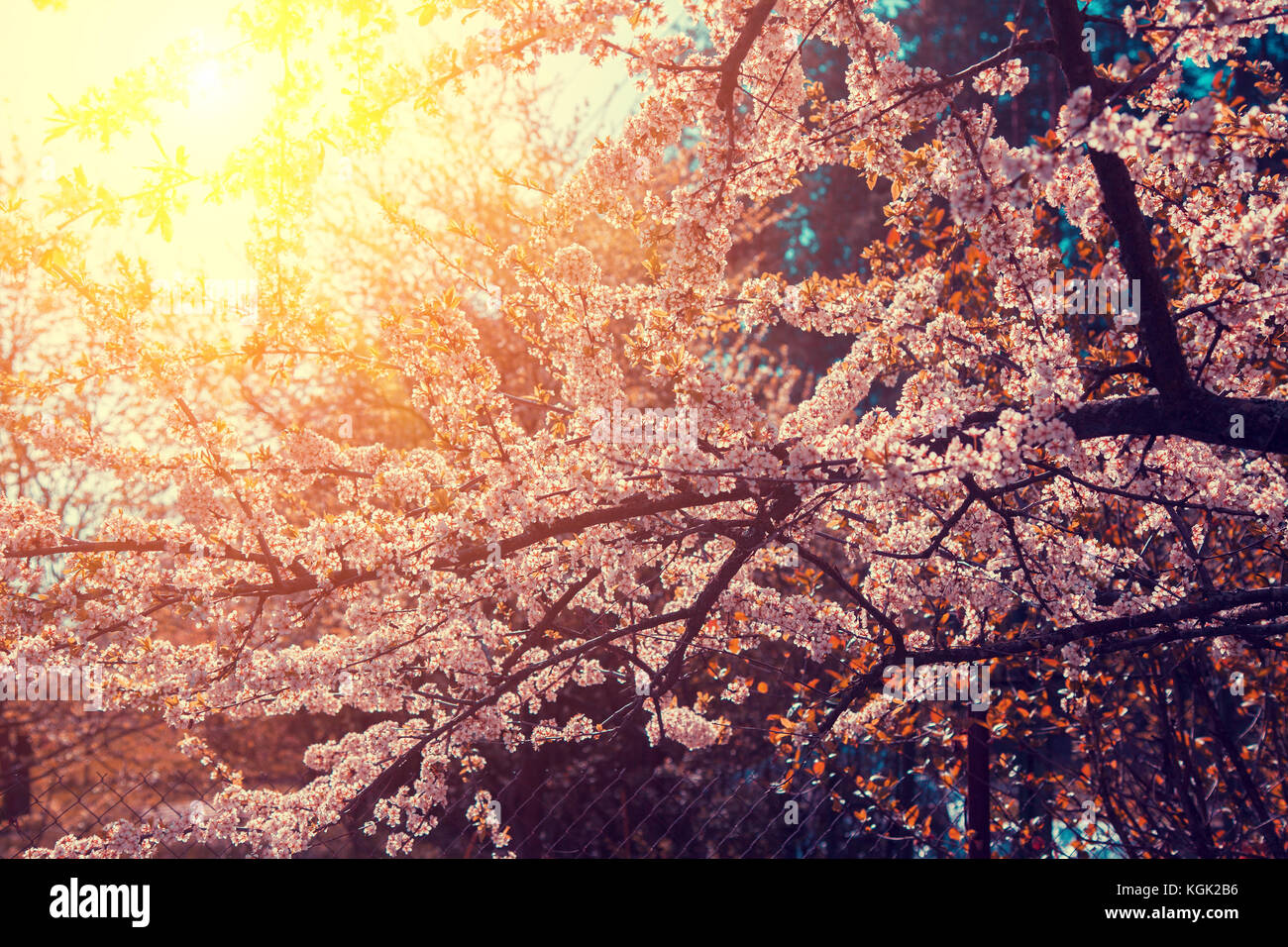 Vintage blossoming cherry tree Stock Photo - Alamy