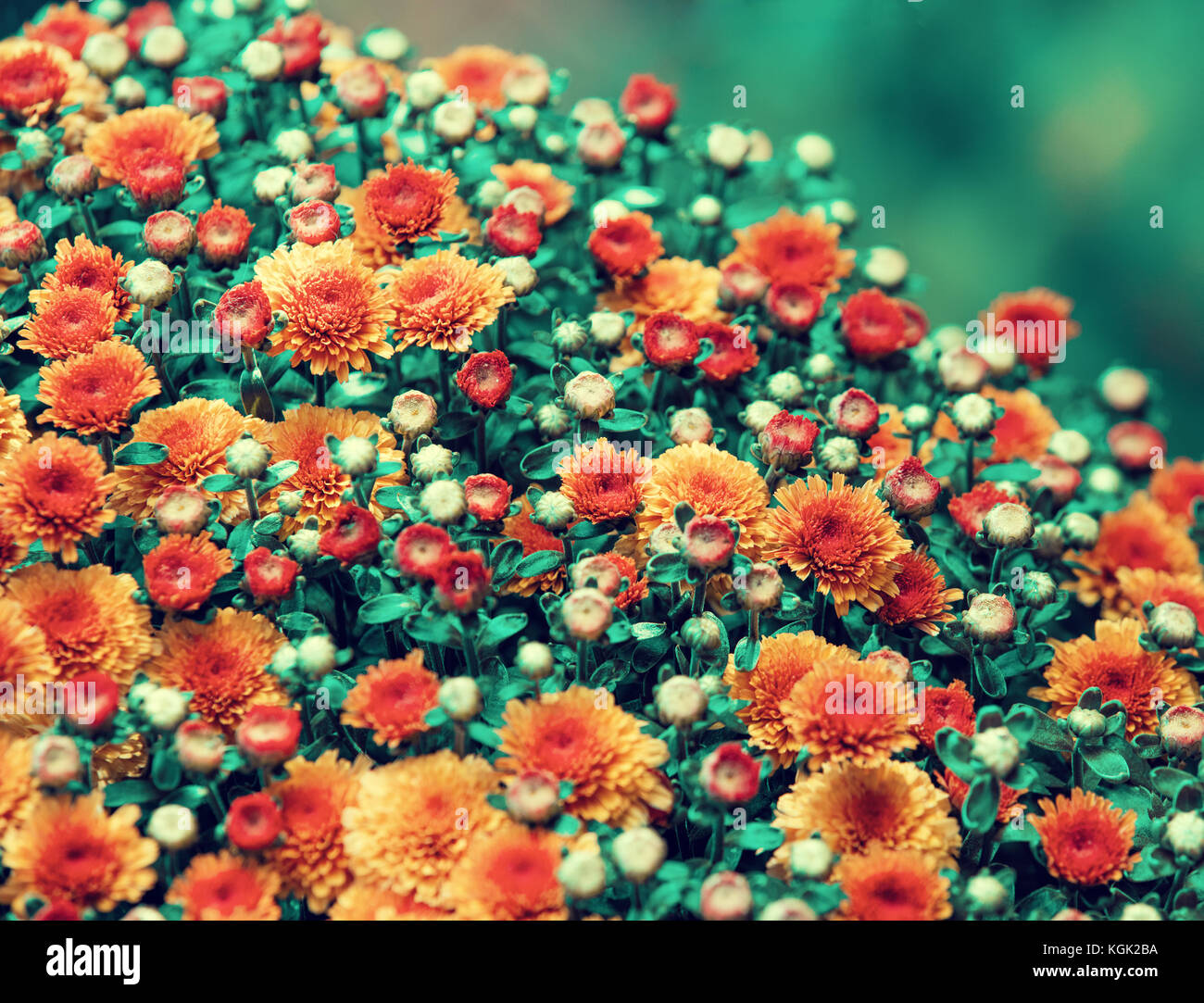 Blossoming flowers in a garden Stock Photo - Alamy