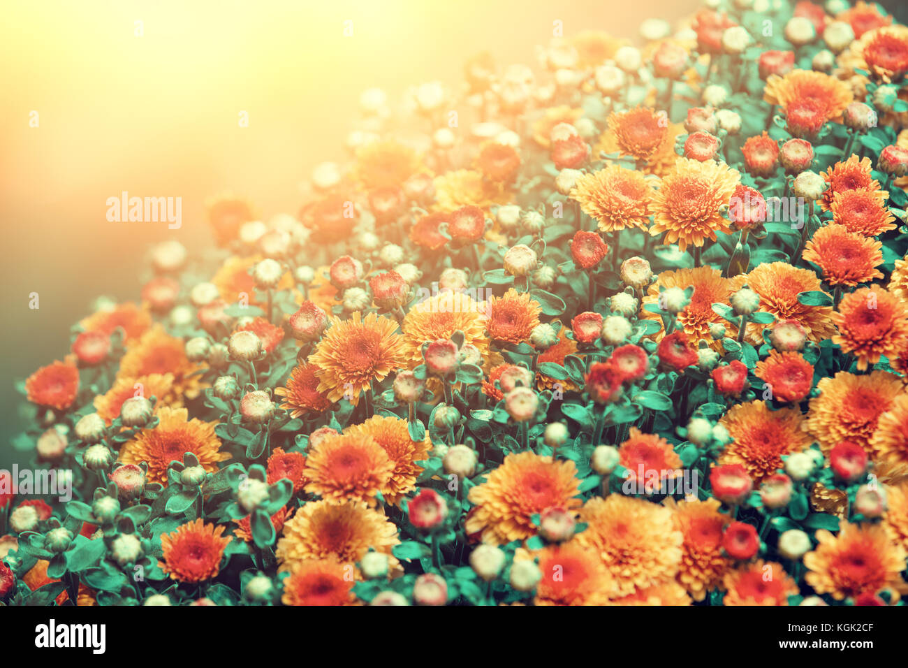 Blossoming flowers in a garden Stock Photo - Alamy