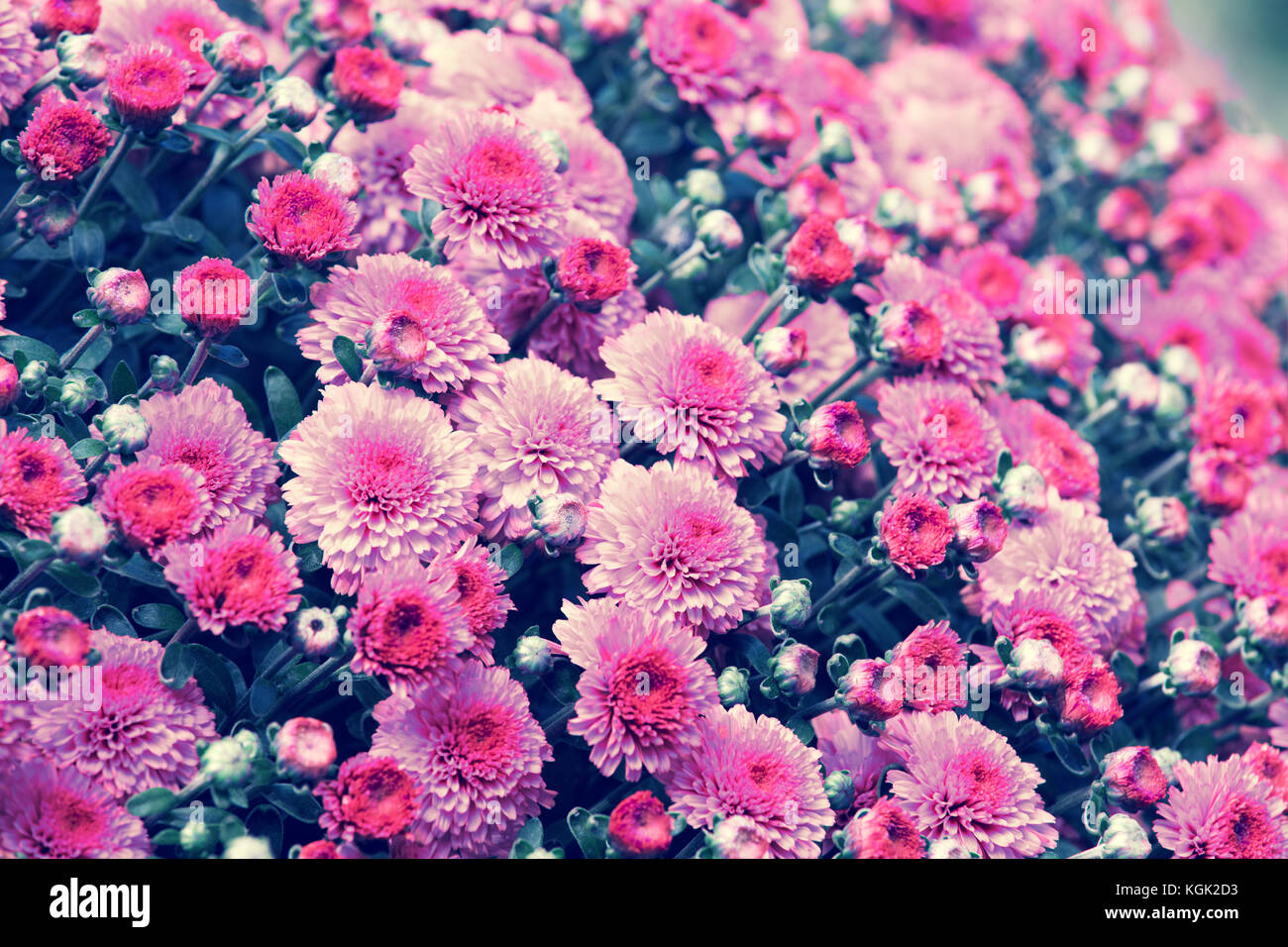 Vintage flower background Stock Photo - Alamy