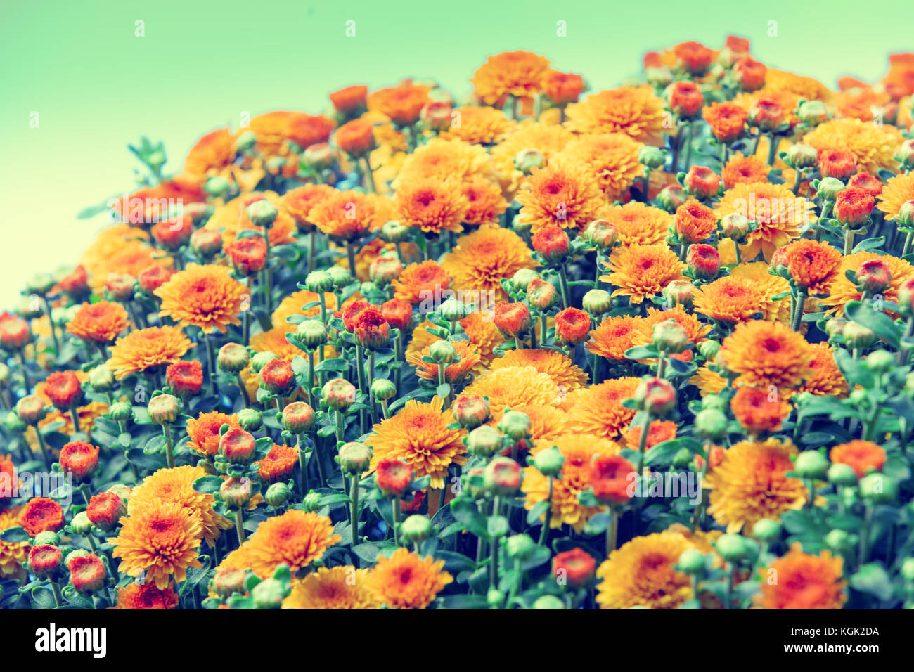 Blossoming flowers in a garden Stock Photo - Alamy