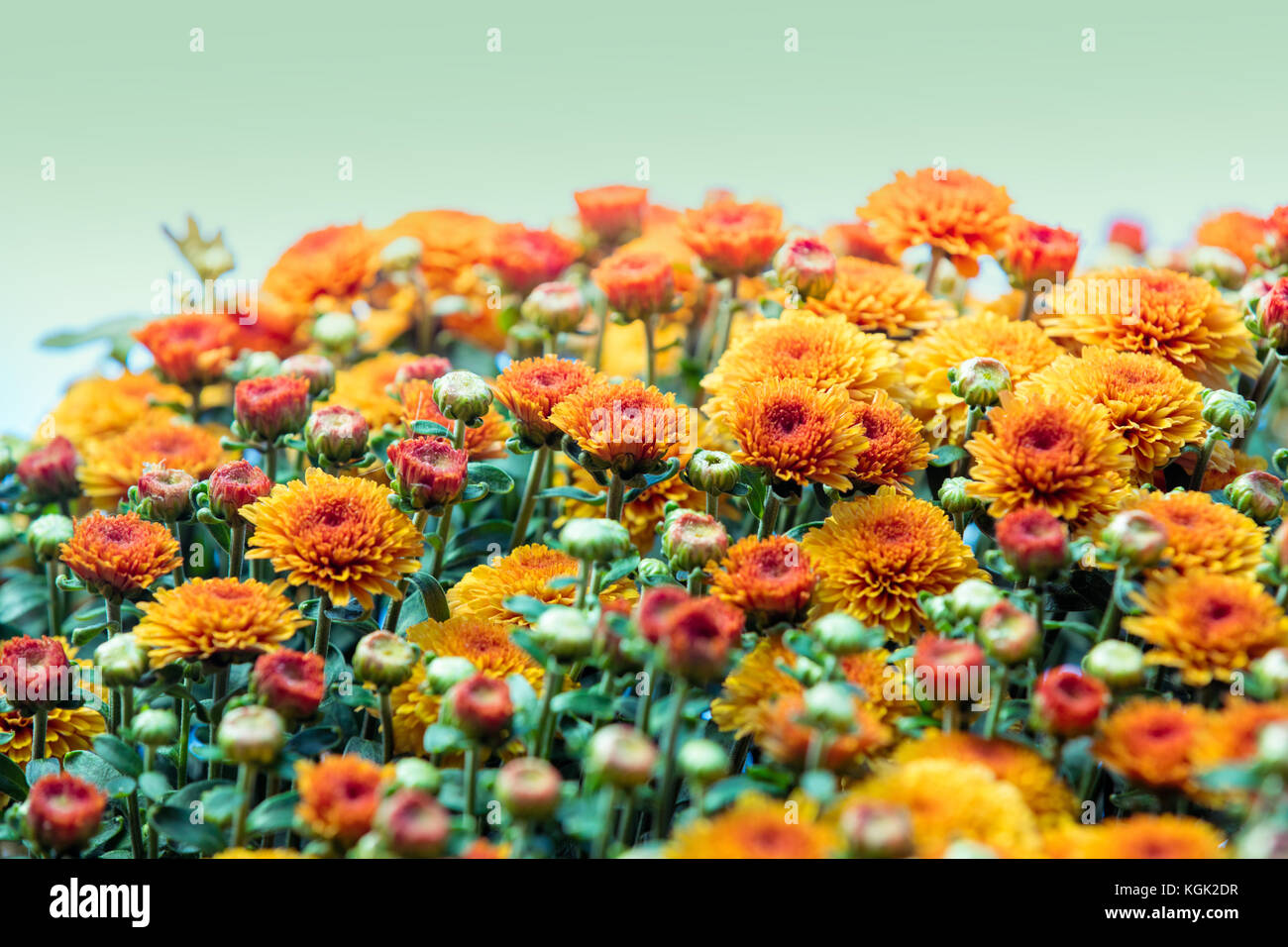 Blossoming flowers in a garden Stock Photo - Alamy