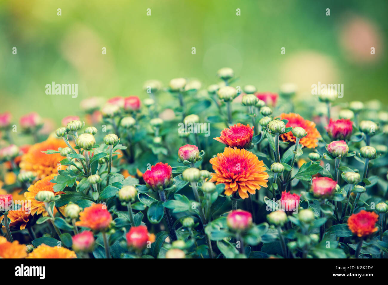Blossoming flowers in a garden Stock Photo - Alamy