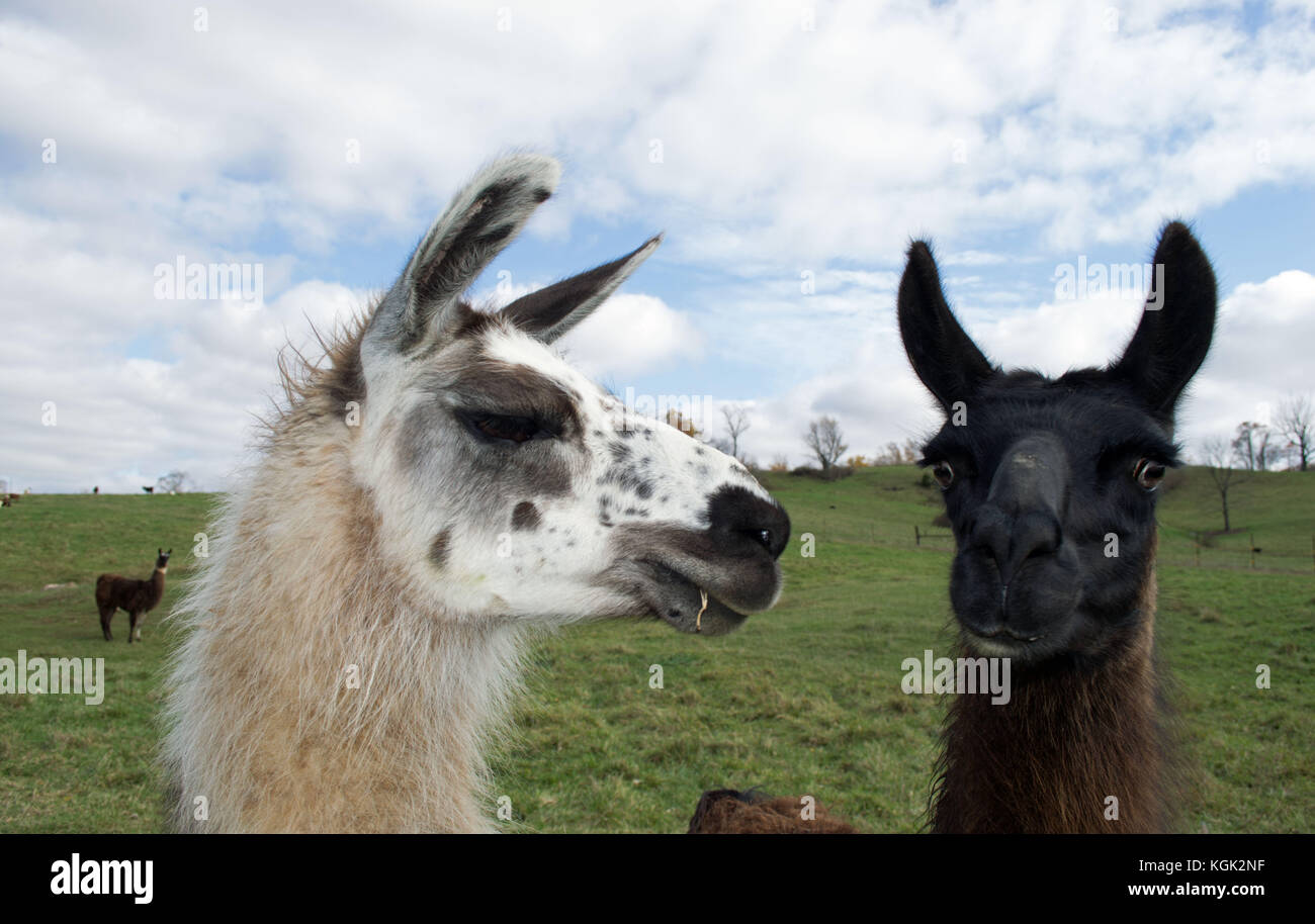 Two Llamas High Resolution Stock Photography and Images - Alamy