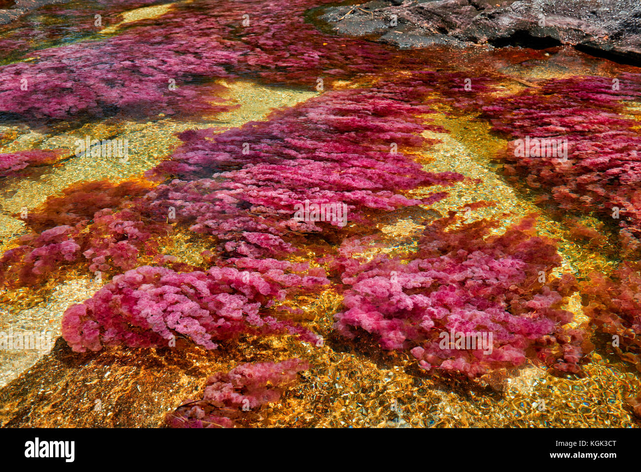 red algae of Cano Cristales called the "River of Five Colors" or the ...