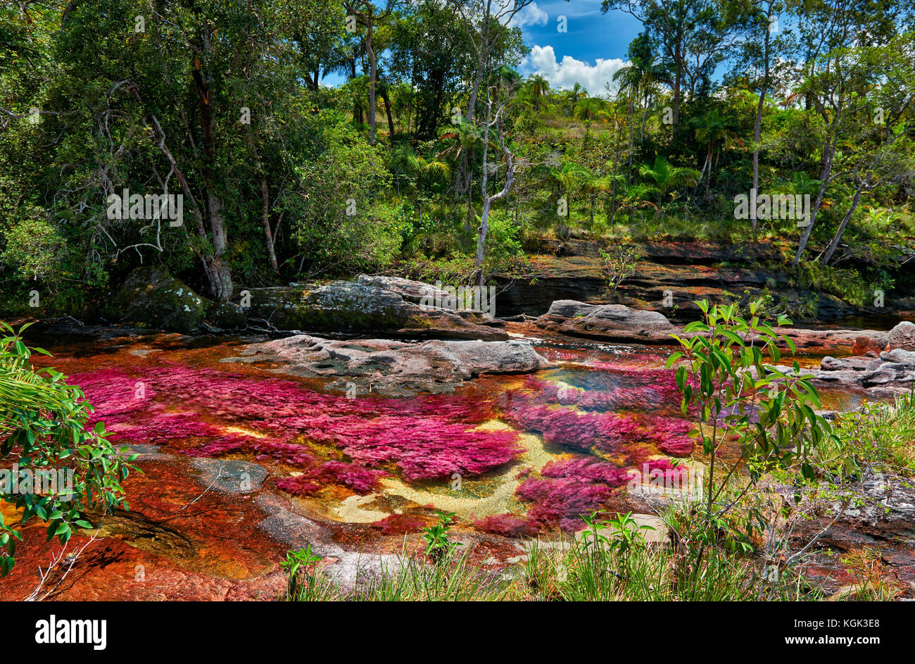 red algae of Cano Cristales called the "River of Five Colors" or the ...