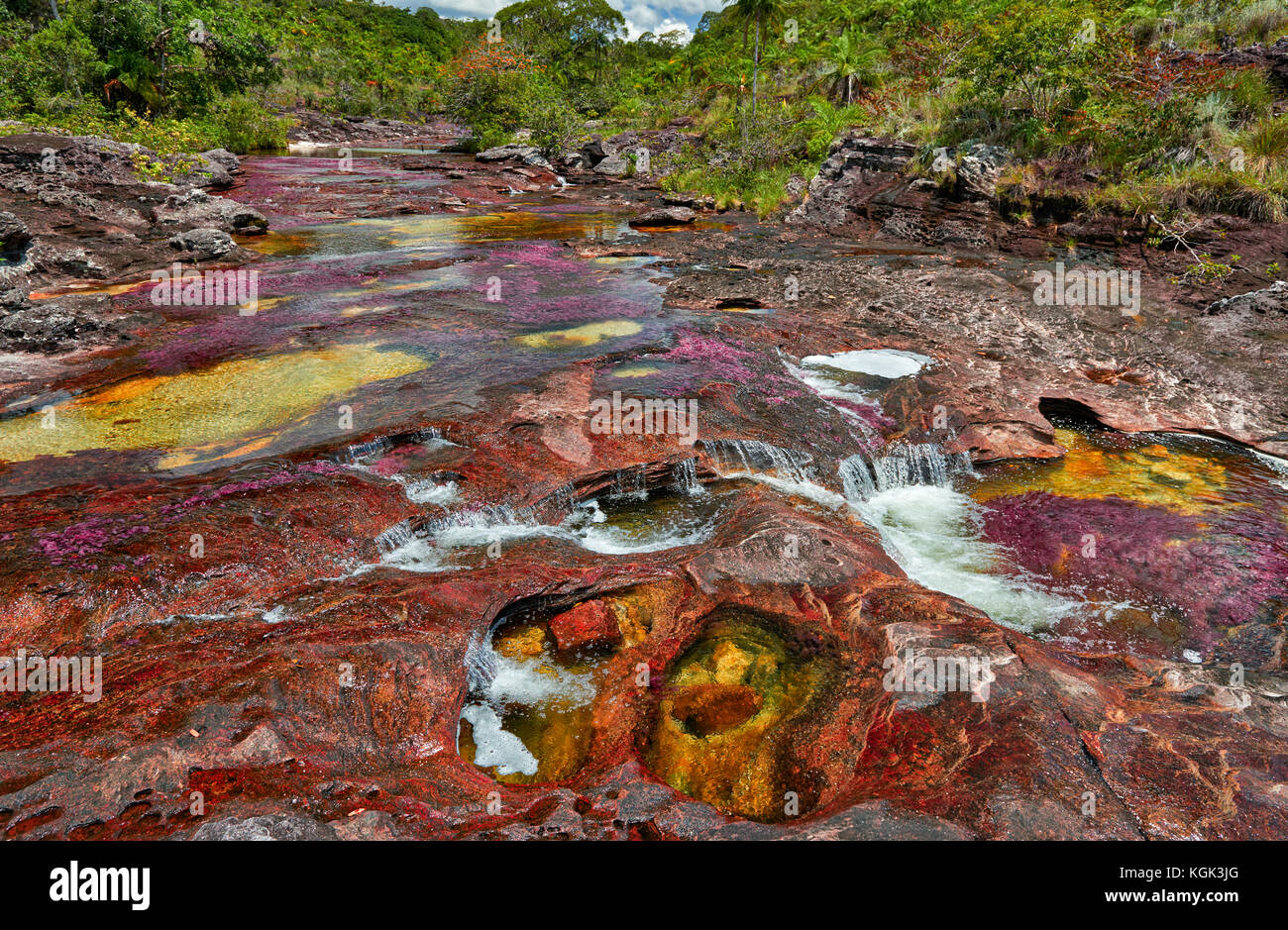 red algae of Cano Cristales called the "River of Five Colors" or the ...