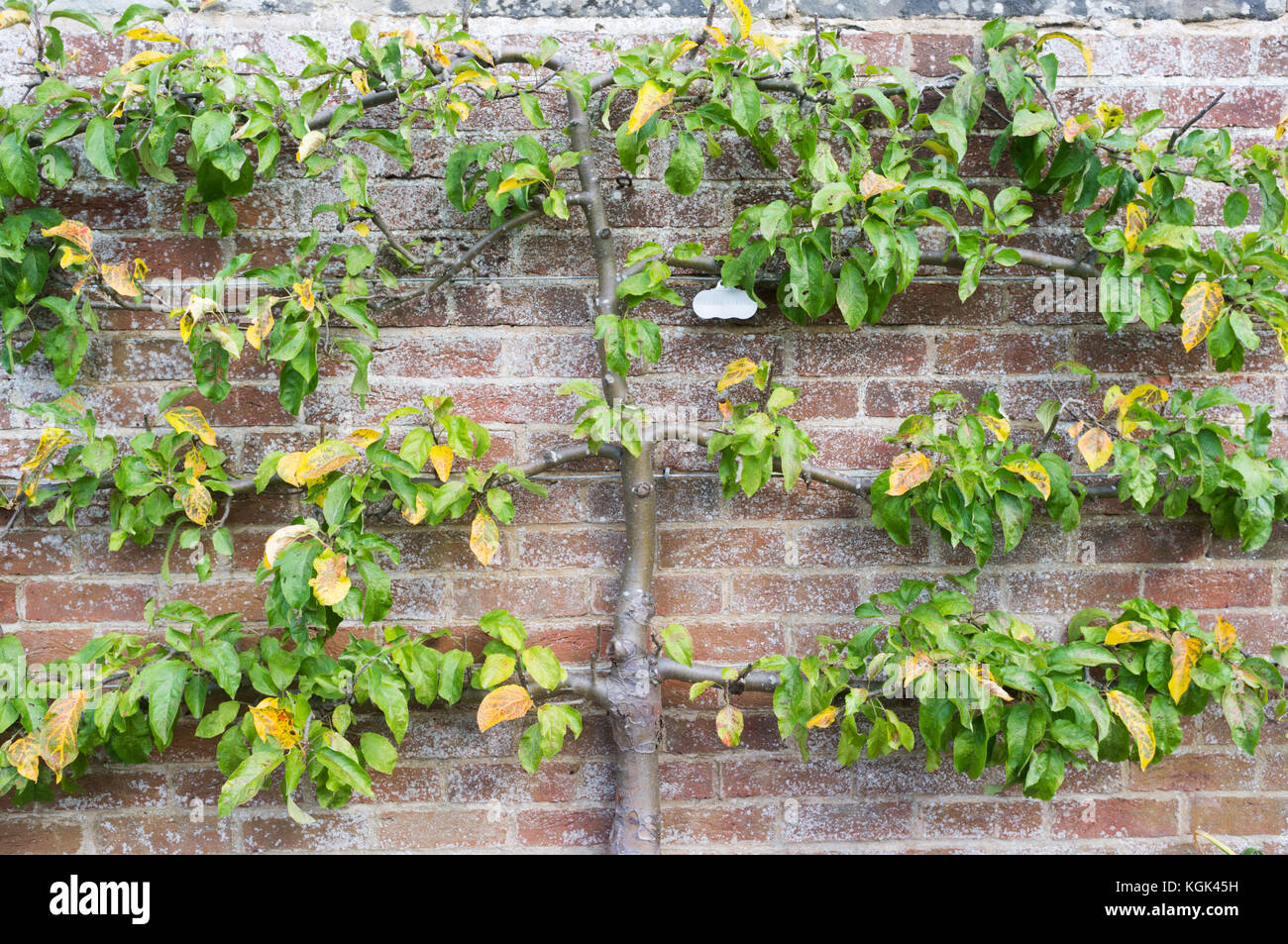 Friut tree cordon trained on a wall, UK Stock Photo - Alamy
