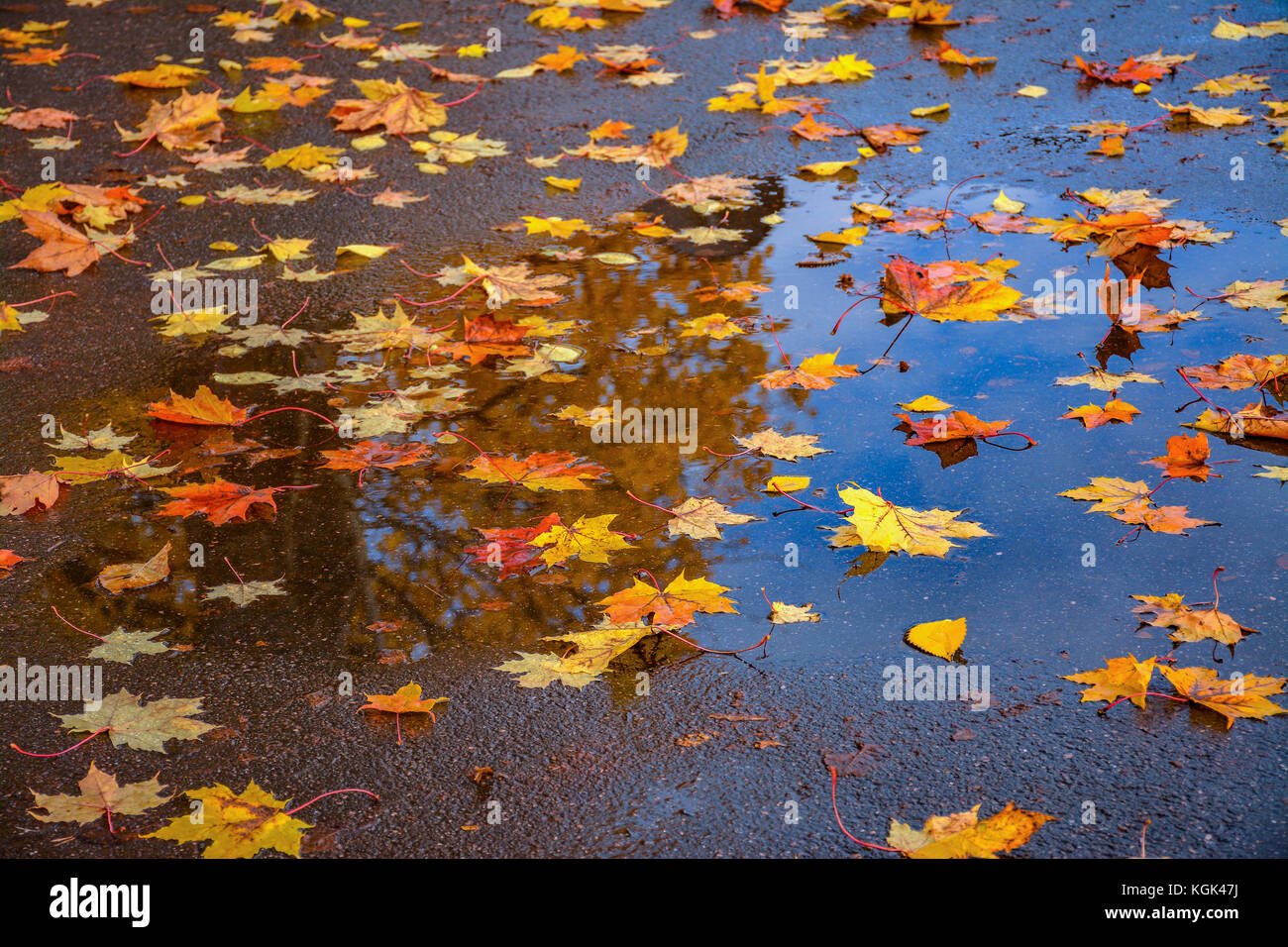 Colored leaves on wet pavement Stock Photo - Alamy