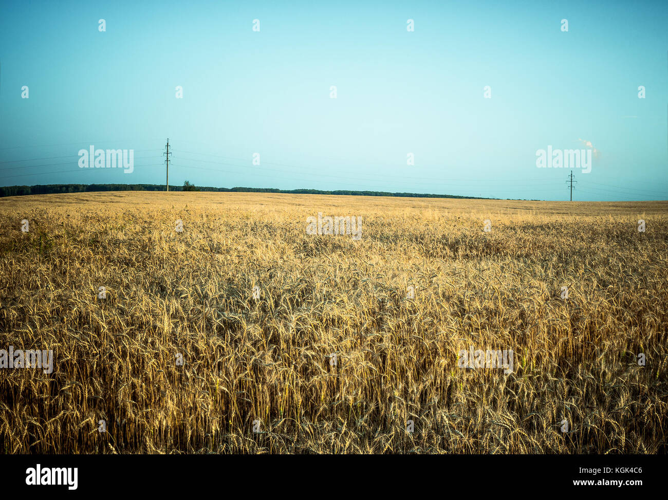 rye field with telegraph poles Stock Photo - Alamy