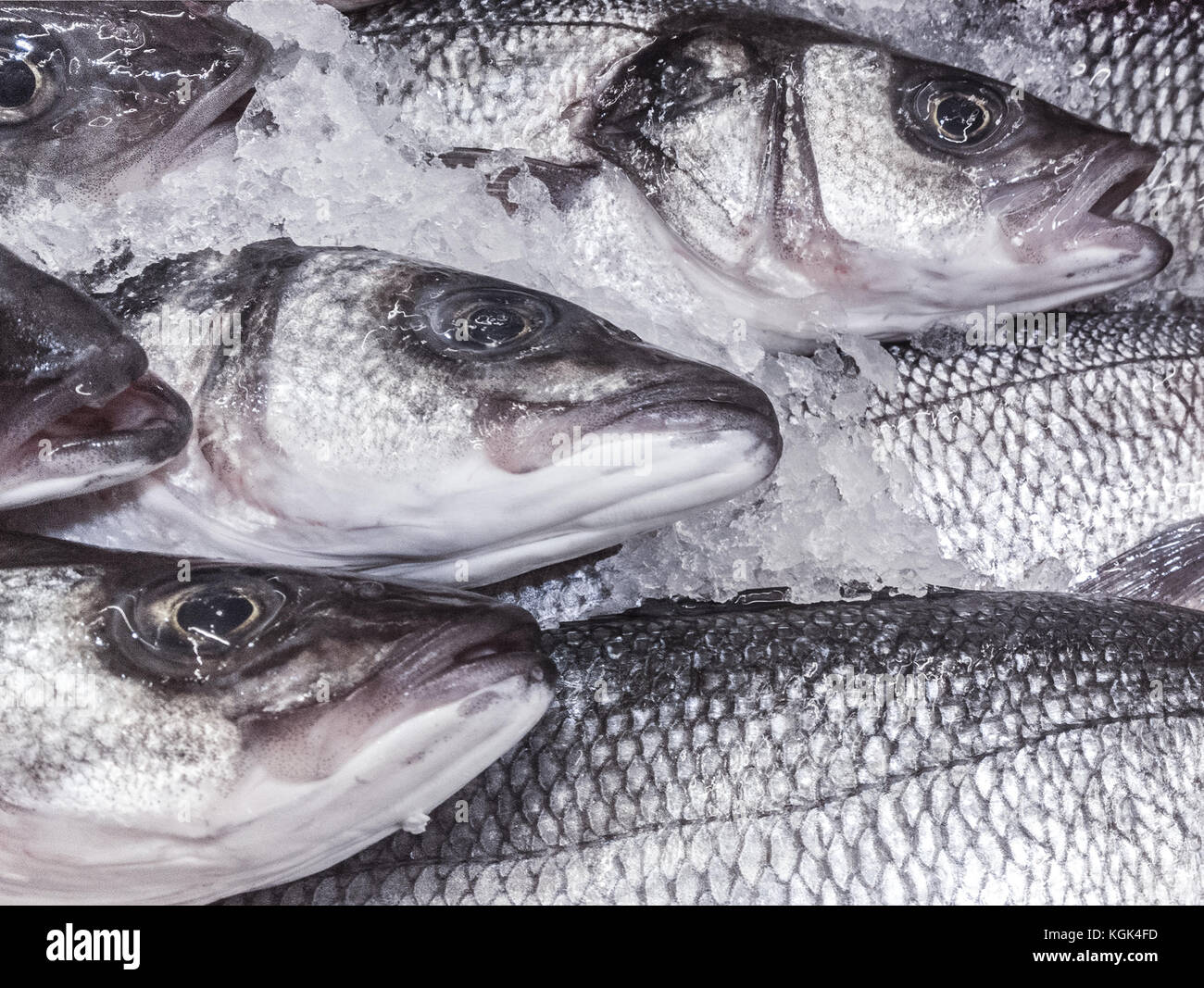 fresh sea bass Stock Photo - Alamy