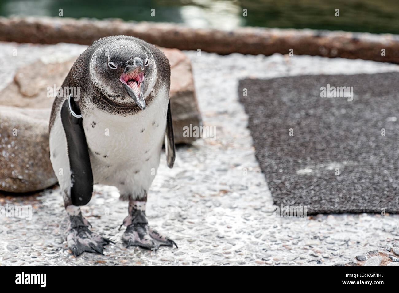 African scream hi-res stock photography and images - Alamy
