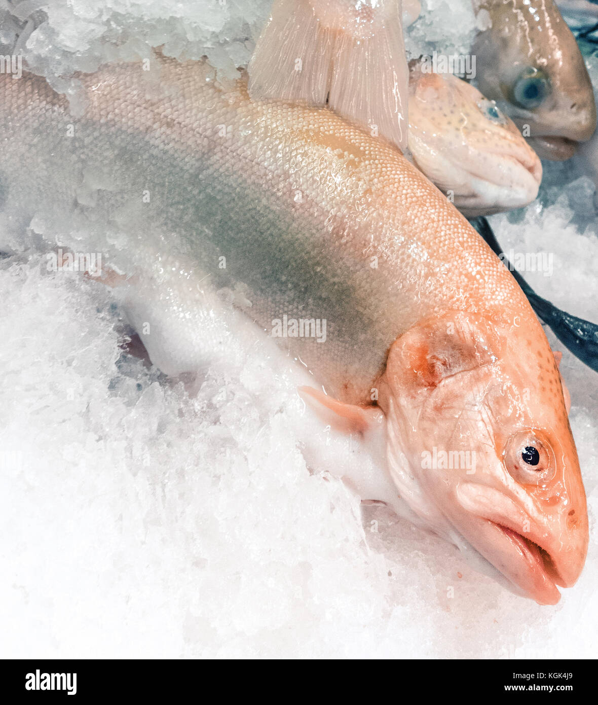 fresh Salmon trout Stock Photo - Alamy