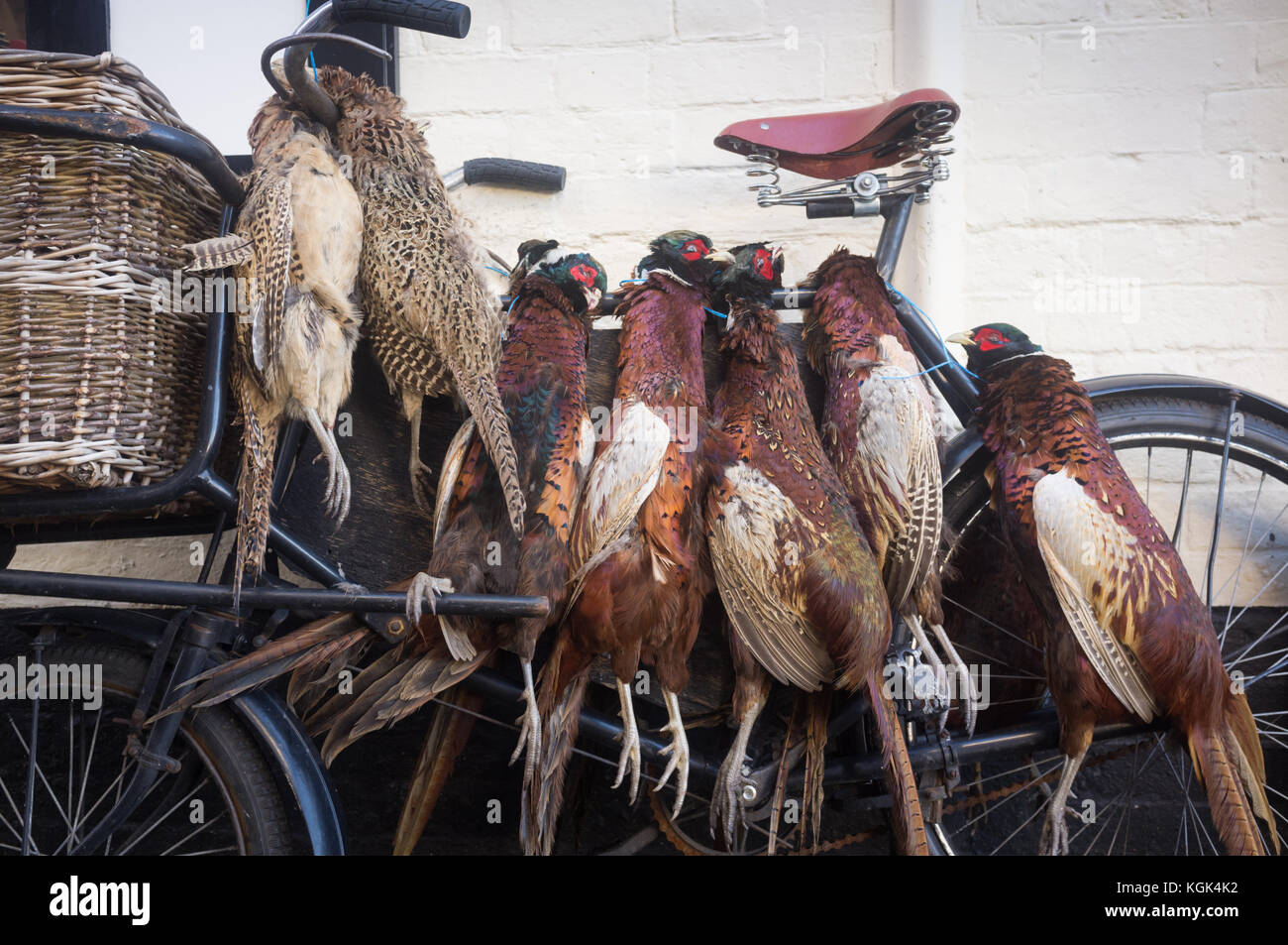 Shot pheasants hanging on a traditional butchers bike outside a shop ...