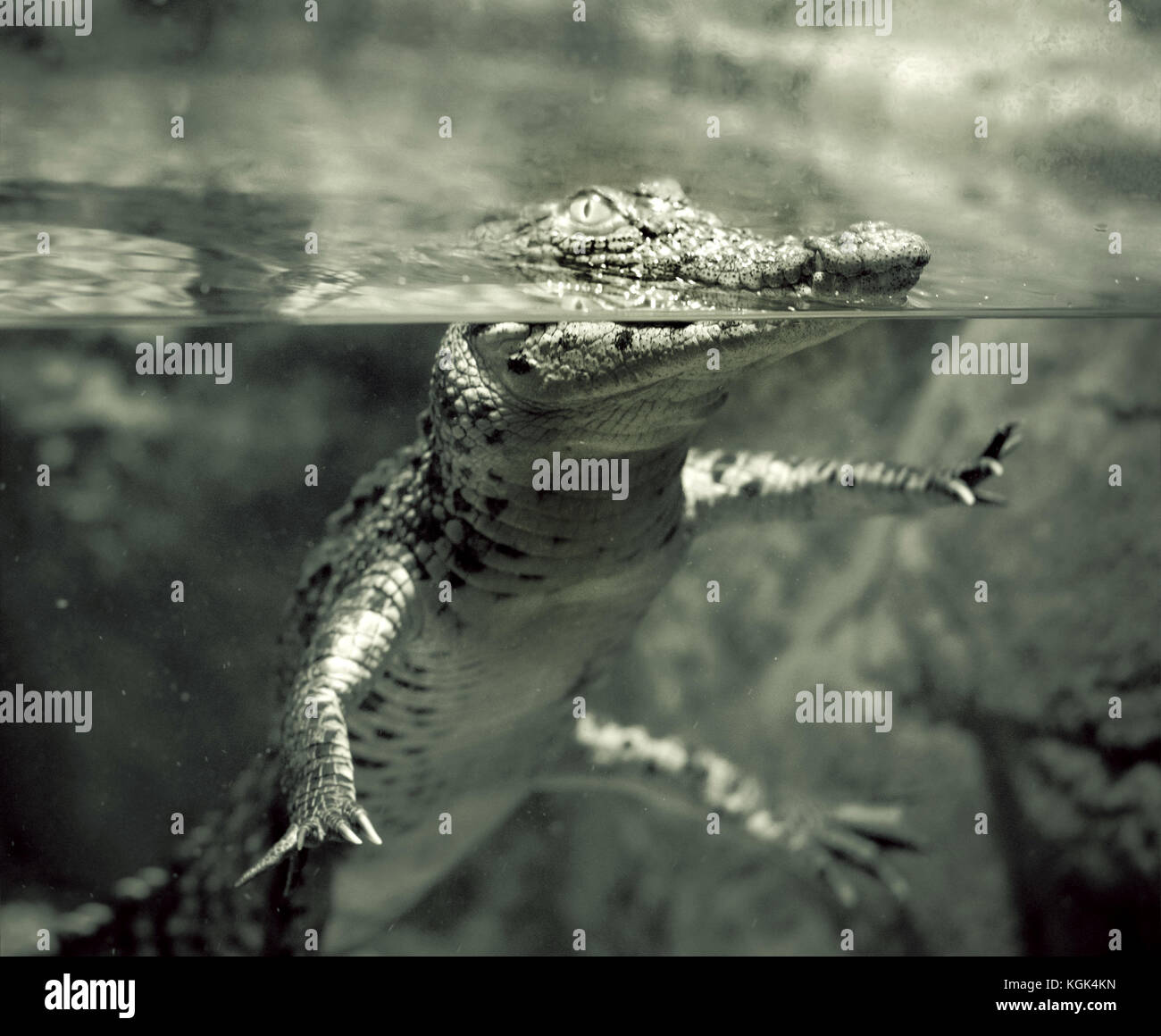 Muzzle alligator crocodile hi-res stock photography and images - Alamy
