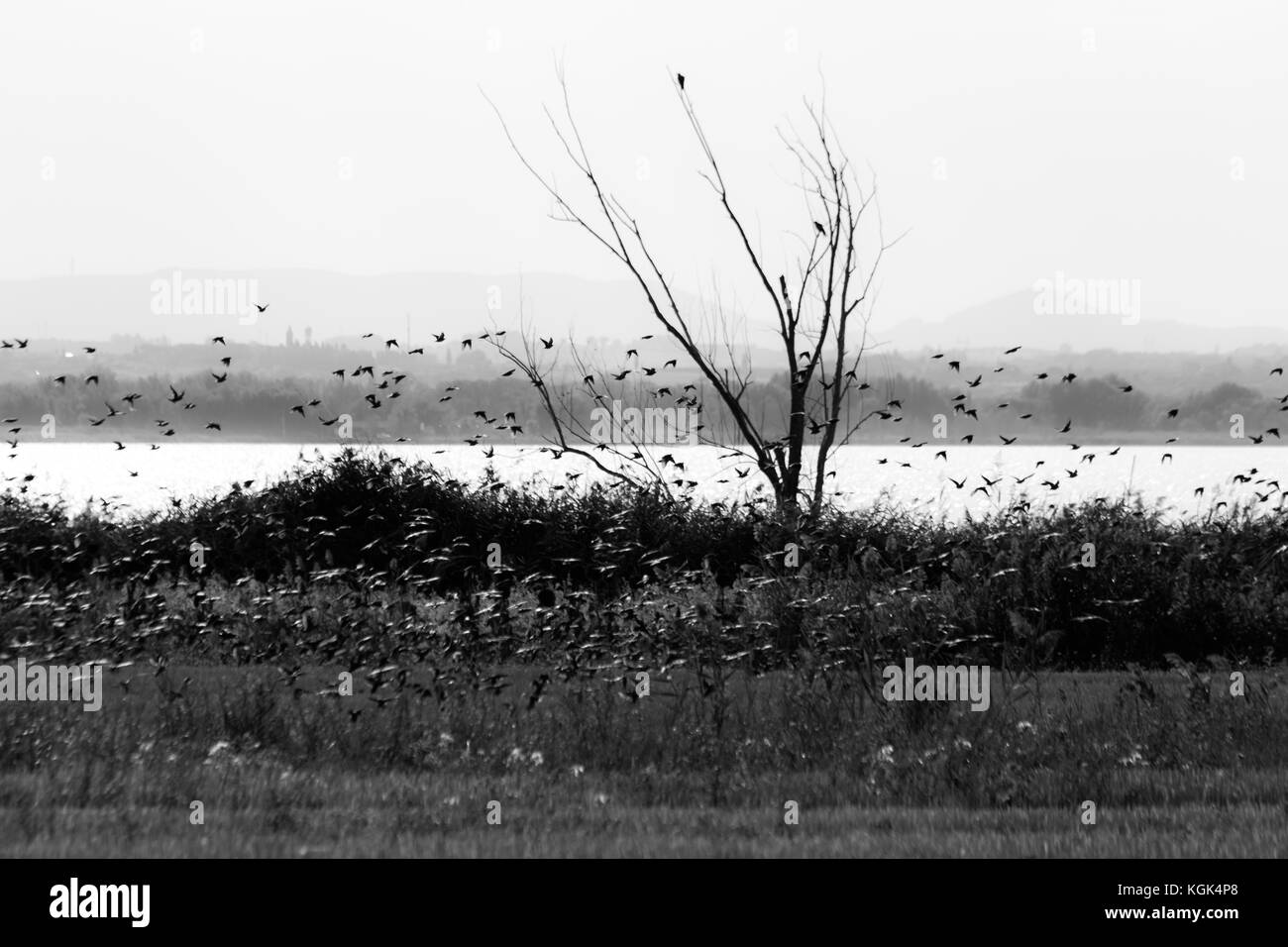 Landscape flock birds in Black and White Stock Photos & Images - Alamy