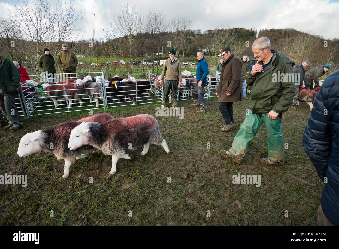 Herdwick sheep being judged, Walna Scar Shepherds Meet, Torver, Cumbria ...