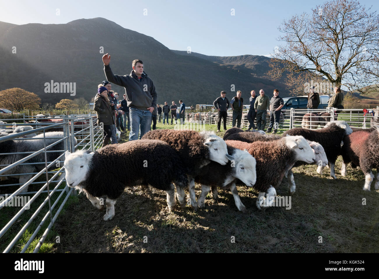 Herdwick sheep being judged, Buttermere Shepherds Meet, Cumbria, UK ...