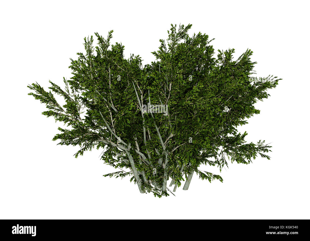 3D rendering of a creosote bush or Larrea tridentata or greasewood or ...