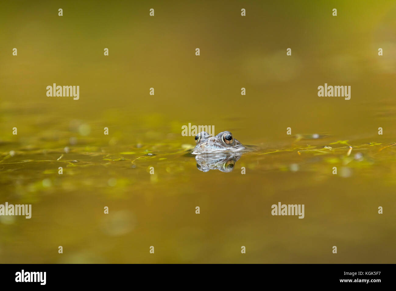 Amphibian Scotland High Resolution Stock Photography and Images - Alamy