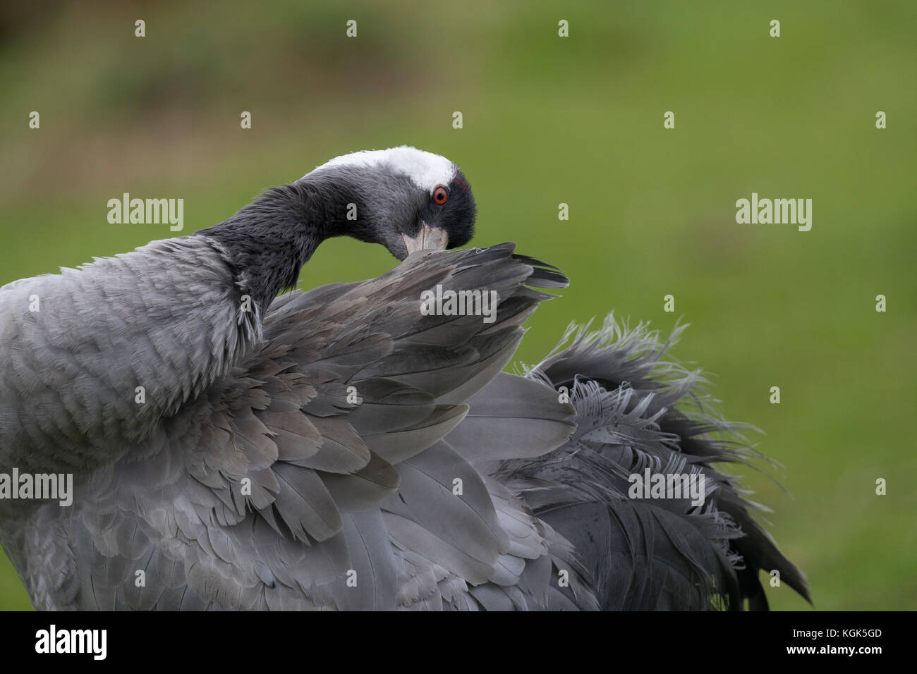 Crane preening hi-res stock photography and images - Alamy