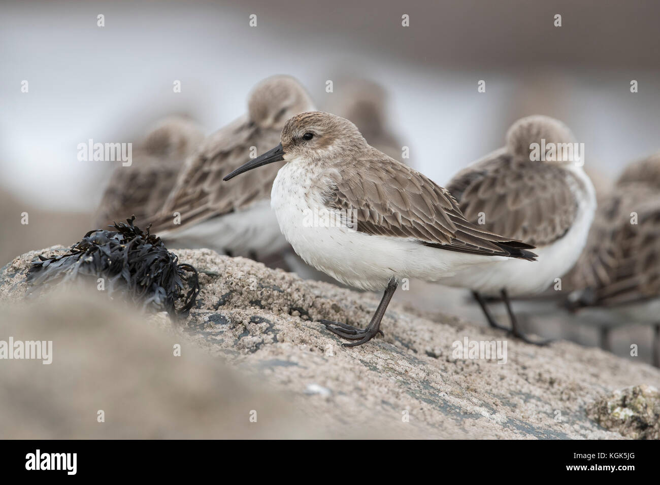 Dunlin flock uk hi-res stock photography and images - Alamy