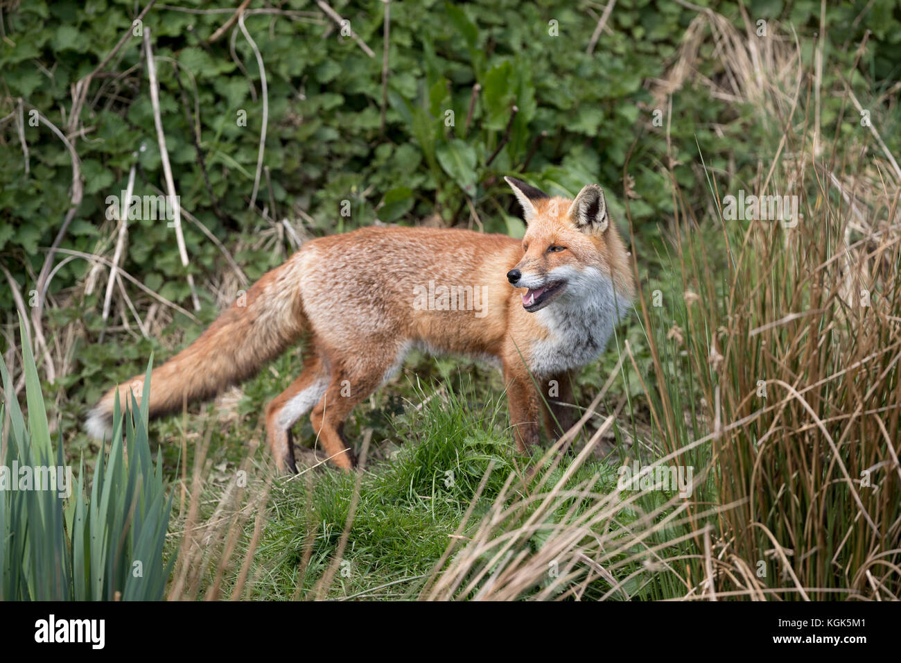 Fox; Vulpes vulpes Cornwall; UK Stock Photo - Alamy