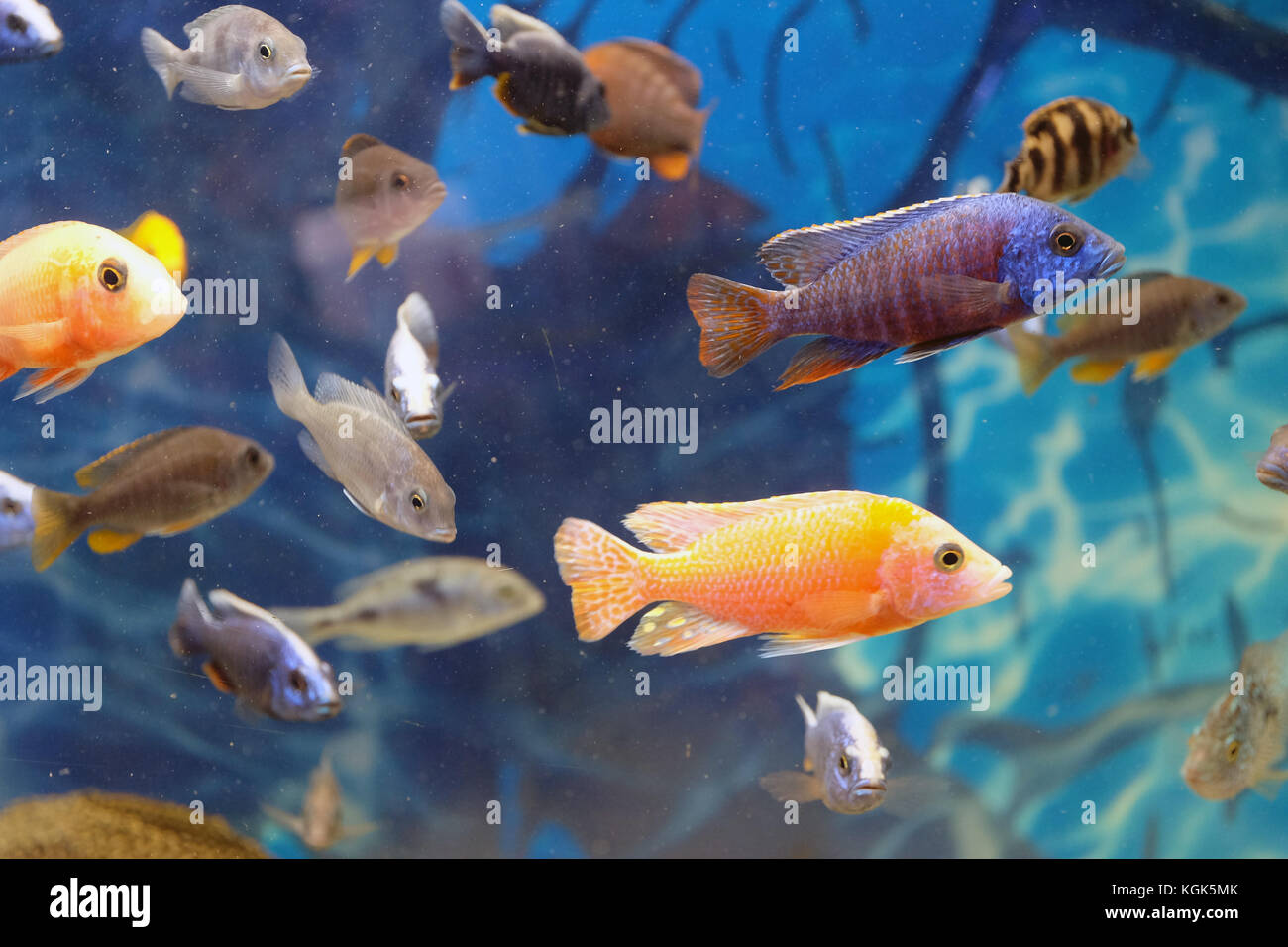 Yellow glass fish hi-res stock photography and images - Alamy