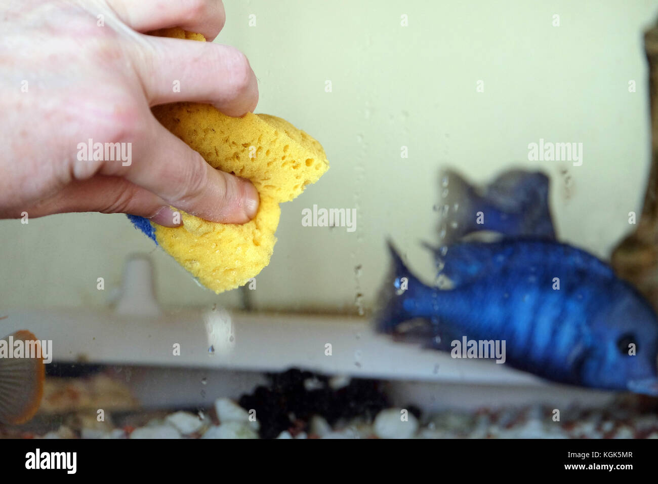 Male hand cleaning a fish tank with sponge Stock Photo - Alamy
