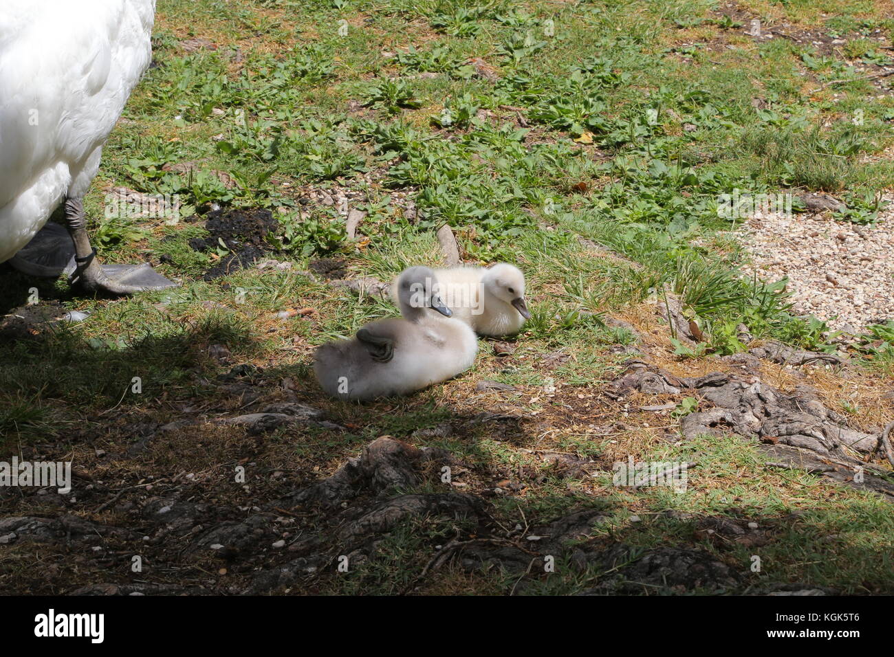 Royal swan High Resolution Stock Photography and Images - Alamy