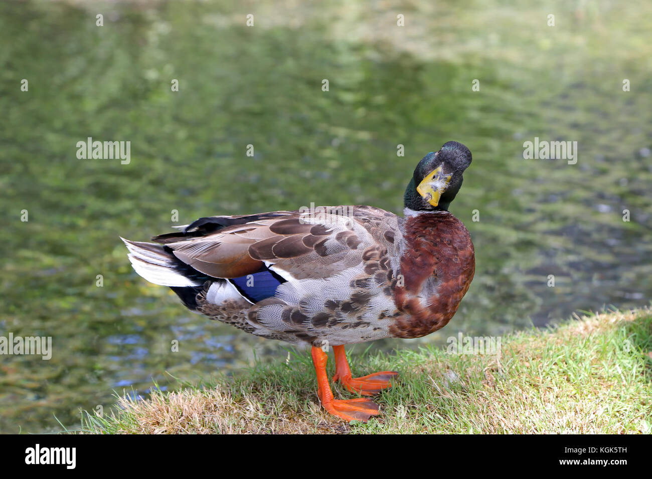 Close up shot mallard duck hi-res stock photography and images - Alamy