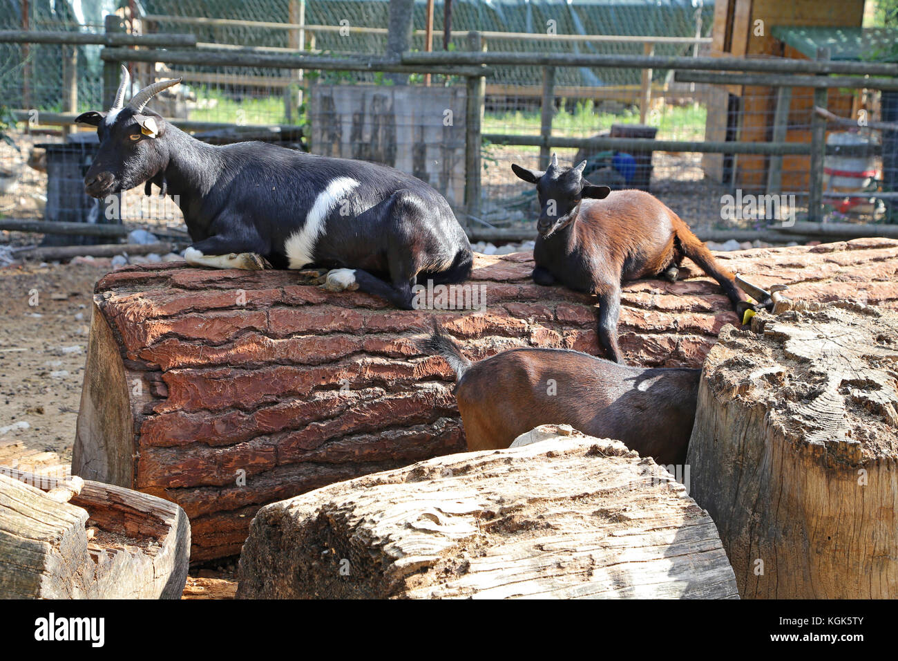 Goats group farm hi-res stock photography and images - Alamy