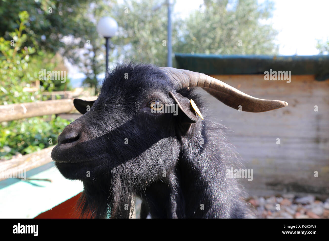 Billy Goat portrait Stock Photo - Alamy