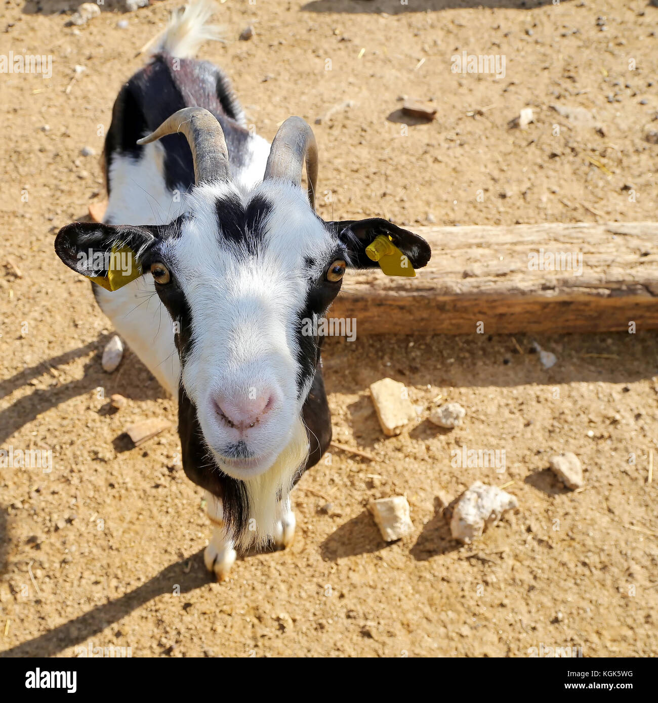 Billy Goat portrait Stock Photo - Alamy