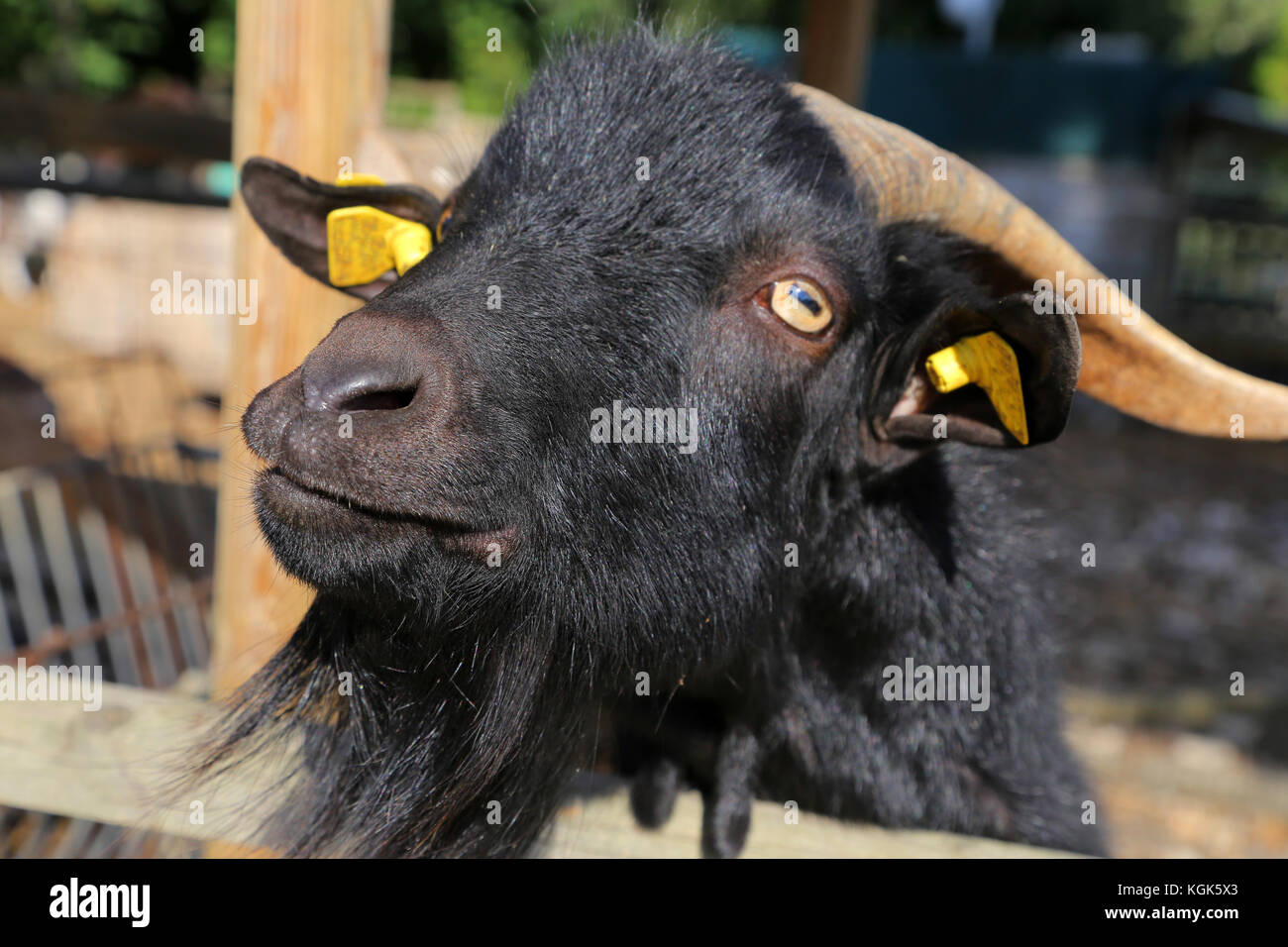 Billy Goat portrait Stock Photo - Alamy
