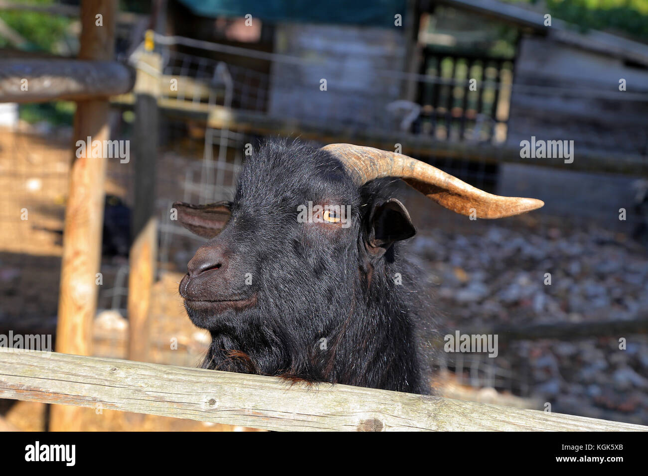 Billy Goat portrait Stock Photo - Alamy