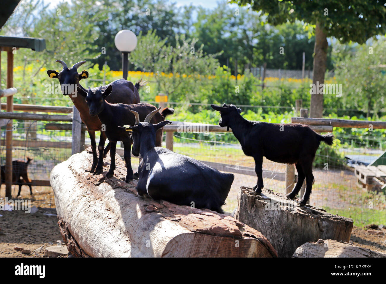 Group of Goats Stock Photo - Alamy