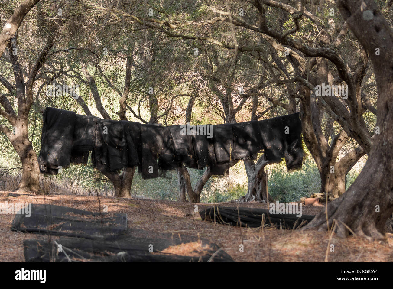 Hanging nets between the olive trees.Locals hang their olive picking ...