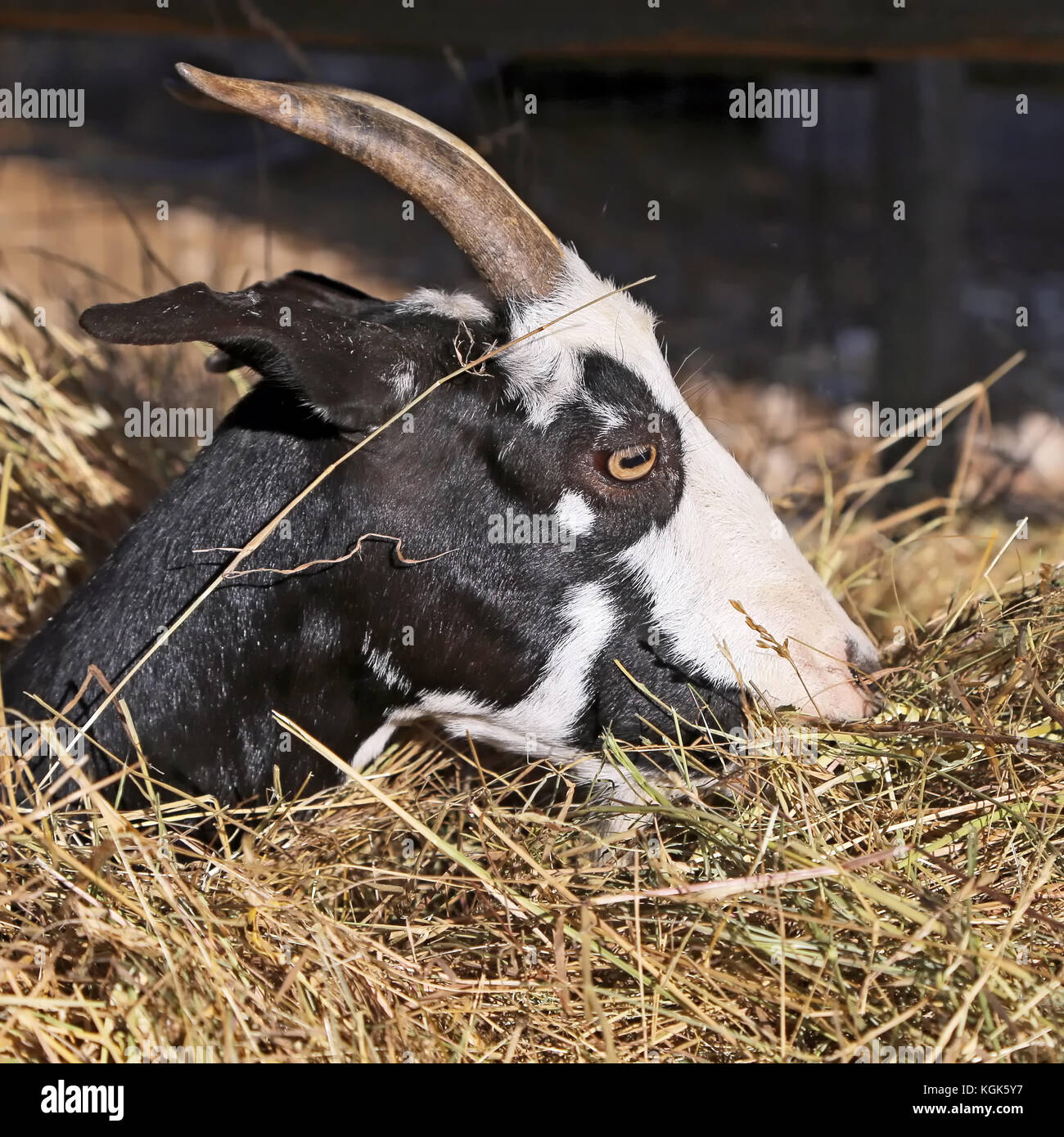 Cheeky Goat High Resolution Stock Photography and Images - Alamy