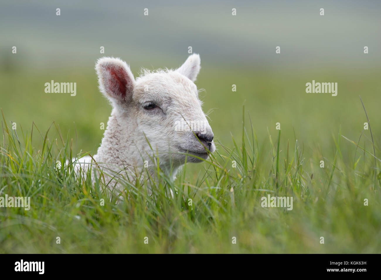 Lamb; Devon; UK Stock Photo - Alamy