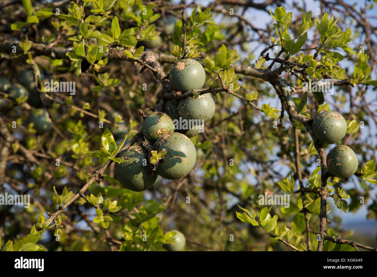Round, green fruit on a Strychnos spinosa or spiny monkey orange, also ...