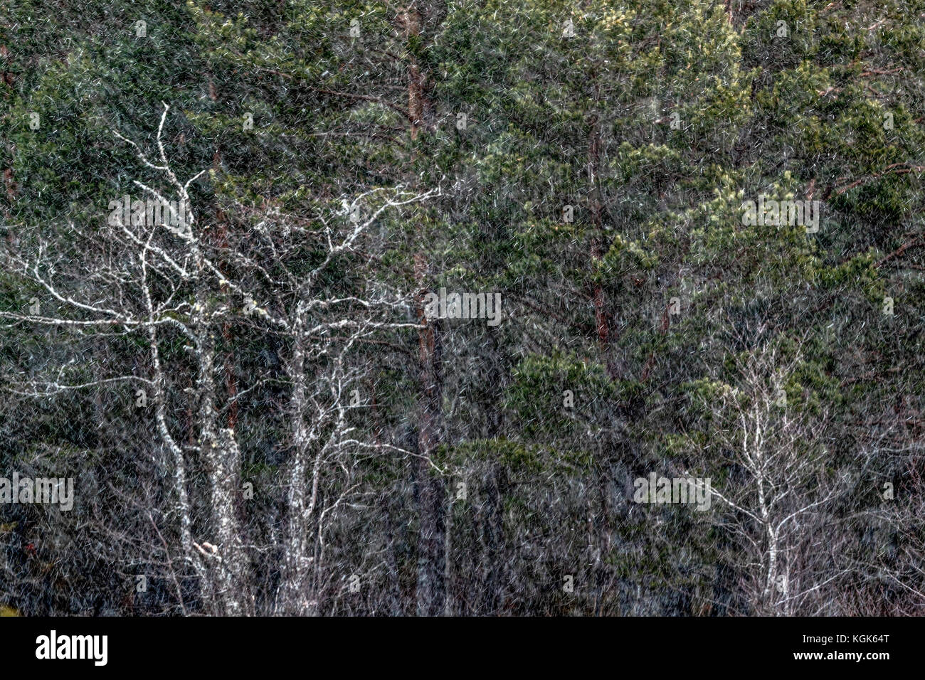 Loch Morlich; Winter Dawn; Near Aviemore; Scotland; UK Stock Photo - Alamy