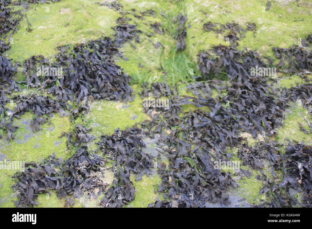 seaweed on sea wall bricks background Stock Photo - Alamy