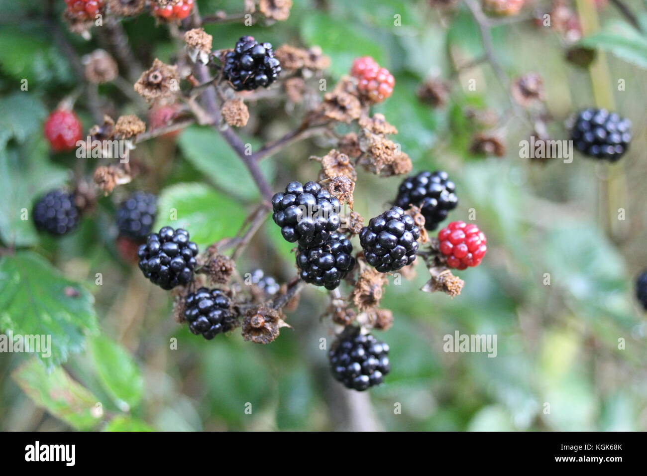 blackberry blackberries growing wild on bramble bush black berry ...