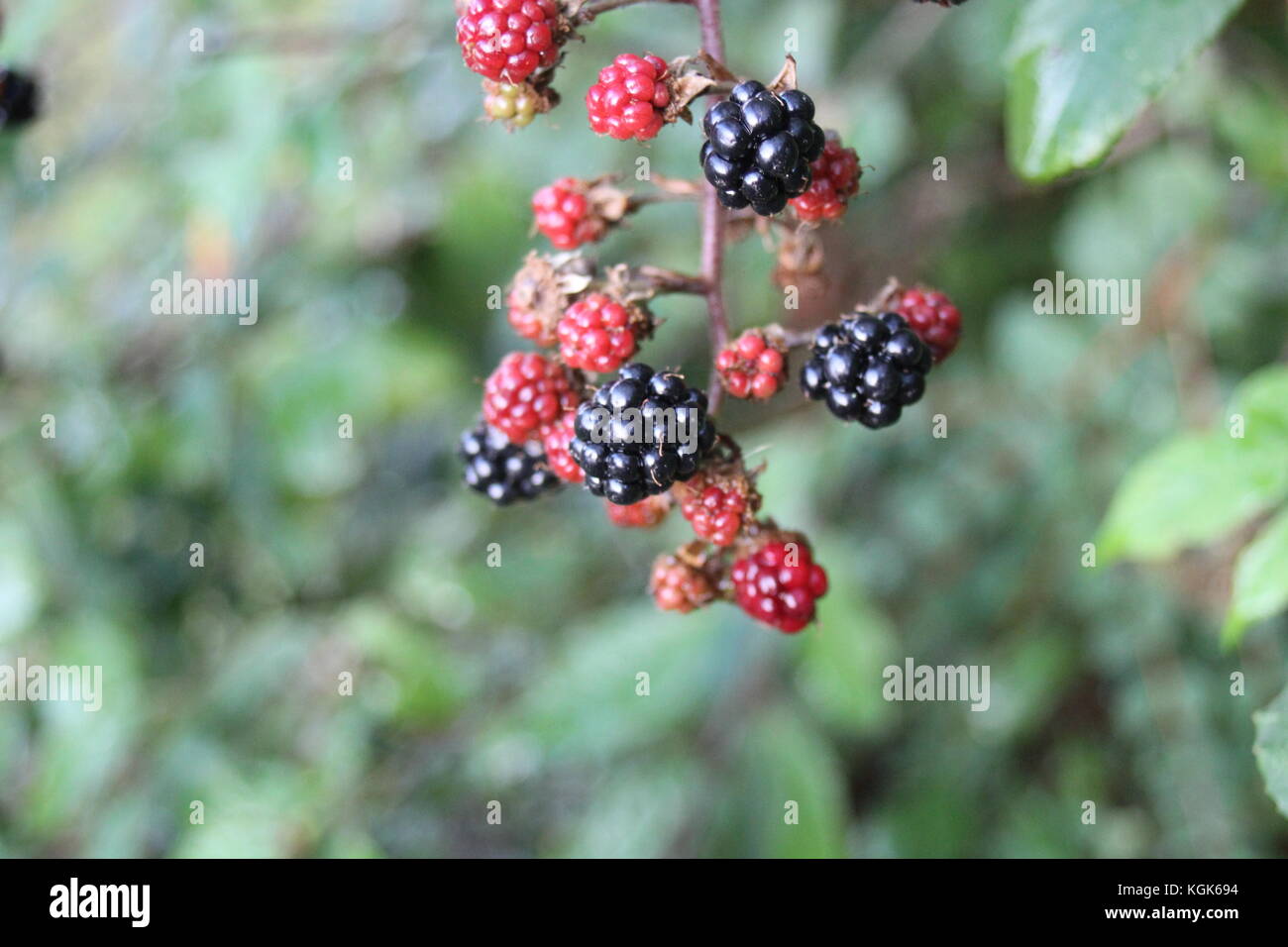 blackberry blackberries growing wild on bramble bush black berry ...