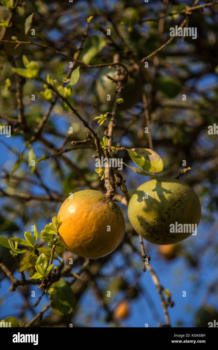 Ripe yellow fruit on a Strychnos spinosa or spiny monkey orange tree ...