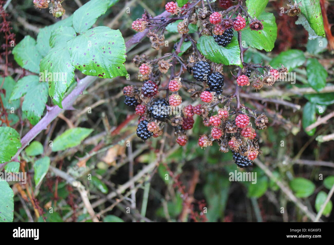 blackberry blackberries growing wild on bramble bush black berry ...